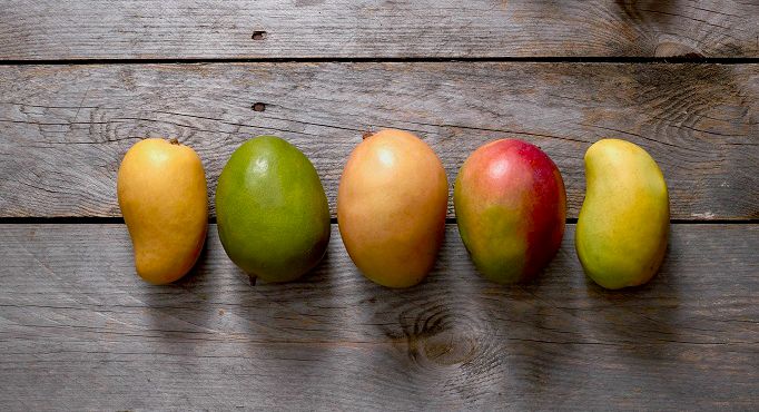 Mango Varieties - Learn About Different Types of Mangoes Varieties ... Mango Varieties - Learn About Different Types of Mangoes Varieties ...